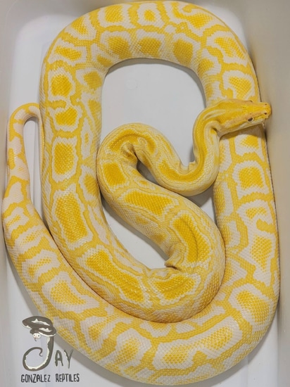 RTB Virgin Female Albino 100% Dbl Het Pied, GC Caramel Pos Het ...