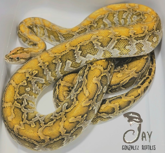 Champagne Pos Het Albino, Green, Granite Burmese Python by Jay Gonzalez ...