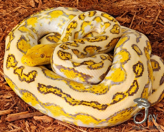 Mochino Marble Jaguar Pos Het Anery Reticulated Python by Jay Gonzalez ...