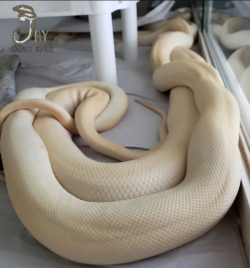 Proven Adult Female Albino Olive Olive Python by Jay Gonzalez Reptiles