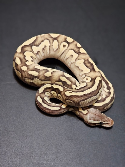 Pastel Mojave Fire Yellowbelly 100% Genetic Stripe Ball Python by ...