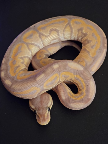 Banana Cinnamon 100% Het Genetic Stripe Ball Python by Straight Blast ...