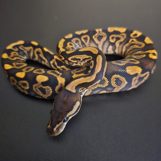 Black Pastel Yellow Belly 100% Het Cryptic -or- Clown Ball Python by ...