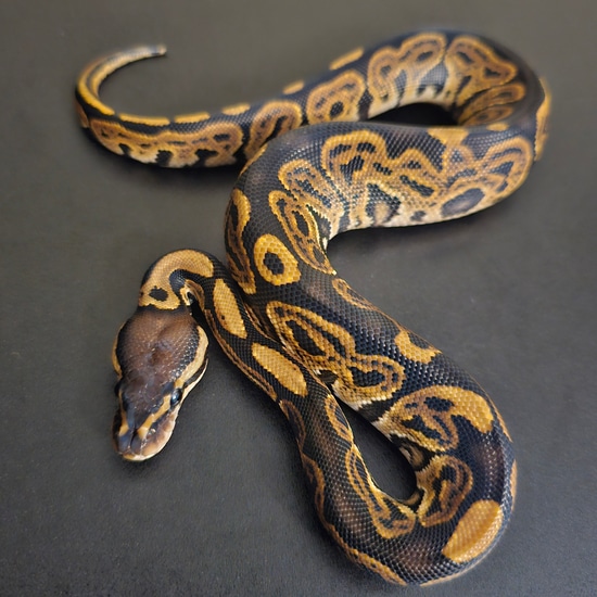 Black Pastel 100% Het Cryptic -or Clown Ball Python by Straight Blast ...