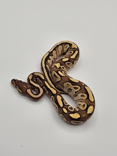 Mojave Fire 100% Het Clown 50% Het Hypo Ball Python by Warrior Garden ...