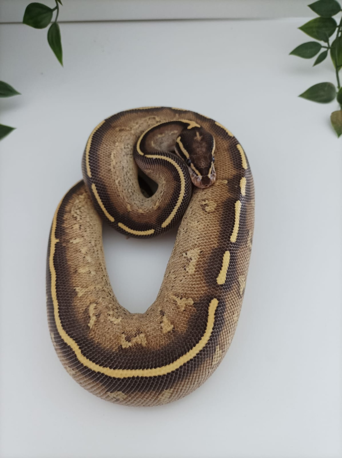 Phantom Freeway Ball Python by Jh_ballpythons - MorphMarket