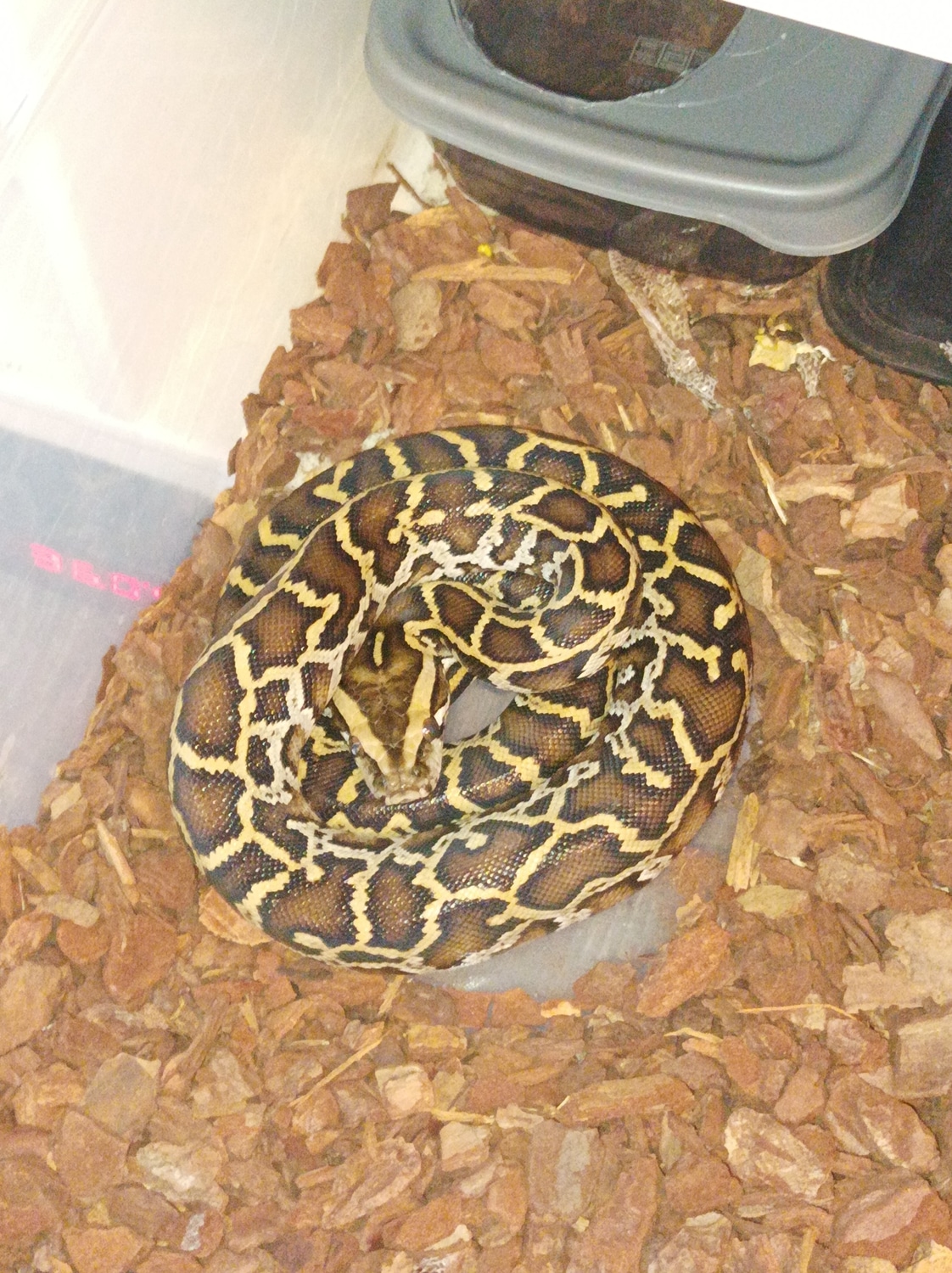 1.2 DH Caramel Pied Burmese Python by Jh_ballpythons - MorphMarket
