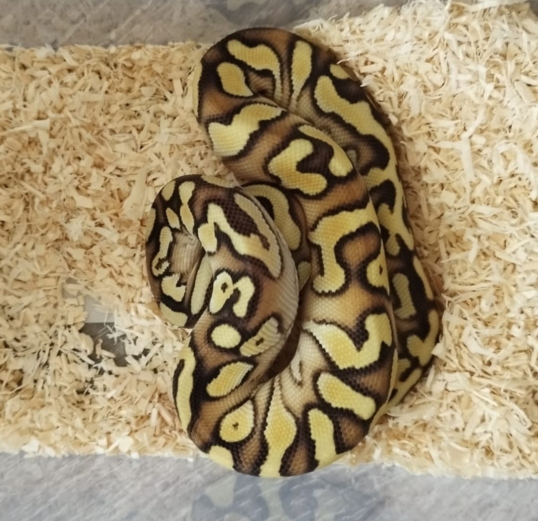 Butter Enchi OD YB Het Sunset Ball Python by Jh_ballpythons - MorphMarket