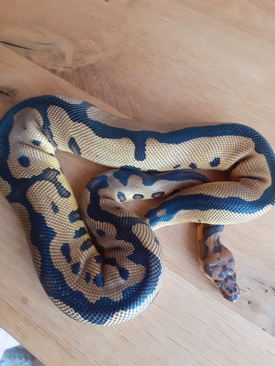 Leopard Clown Ball Python by Jh_ballpythons - MorphMarket