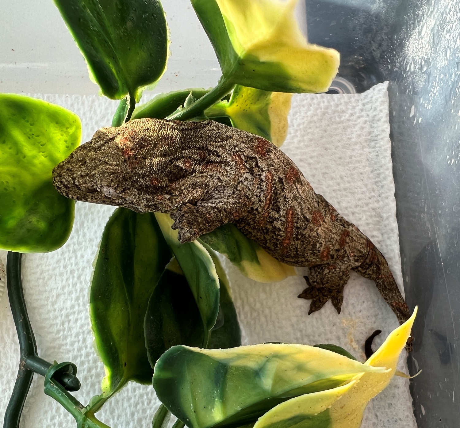 Pure Bayo Leachianus Gecko by JH Leachies - MorphMarket