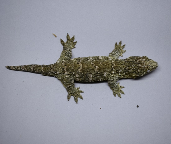 Moro X MCDM Leachianus Leachianus Gecko by JH Leachies