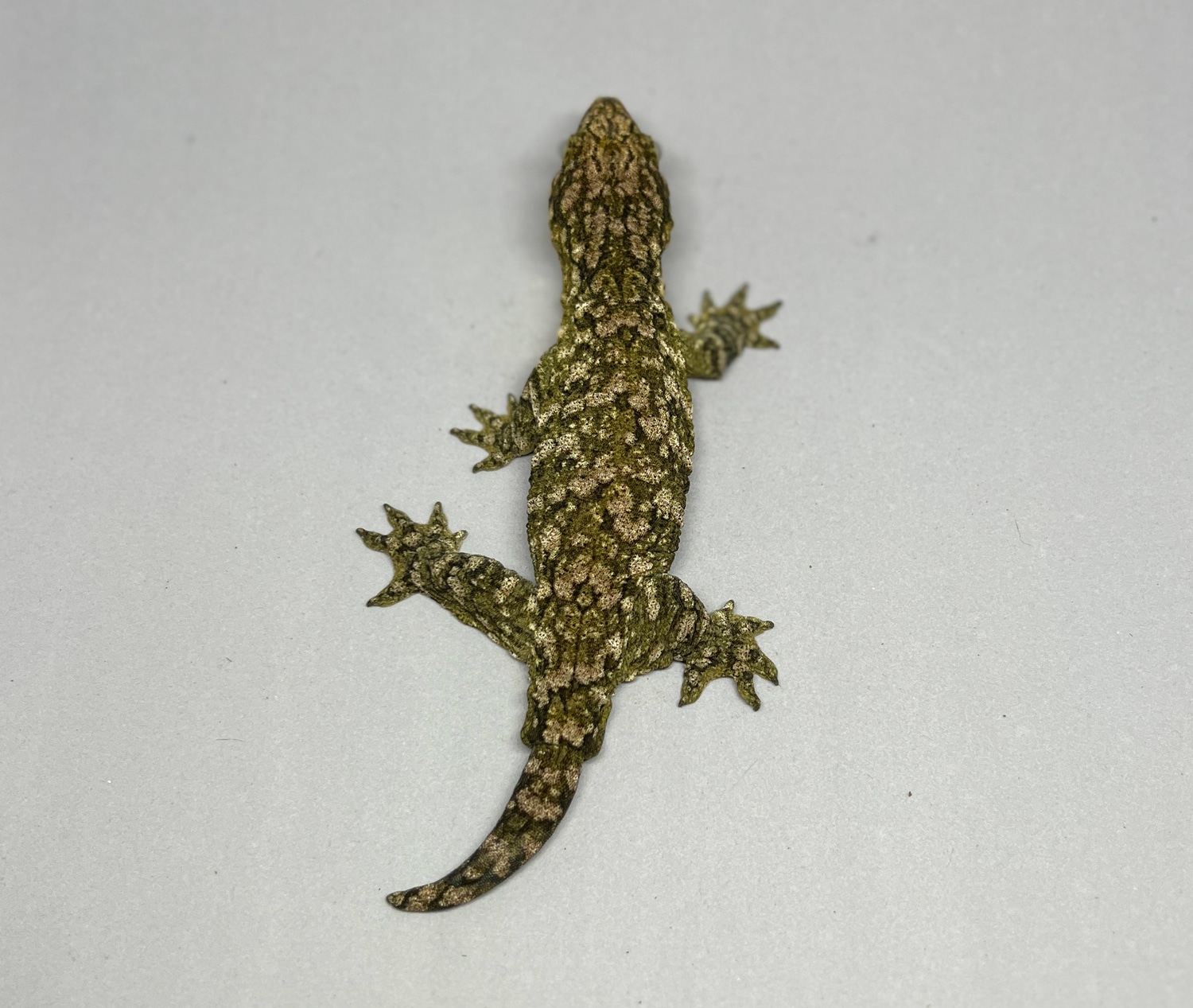 Moro X MCDM Leachianus Gecko by JH Leachies - MorphMarket