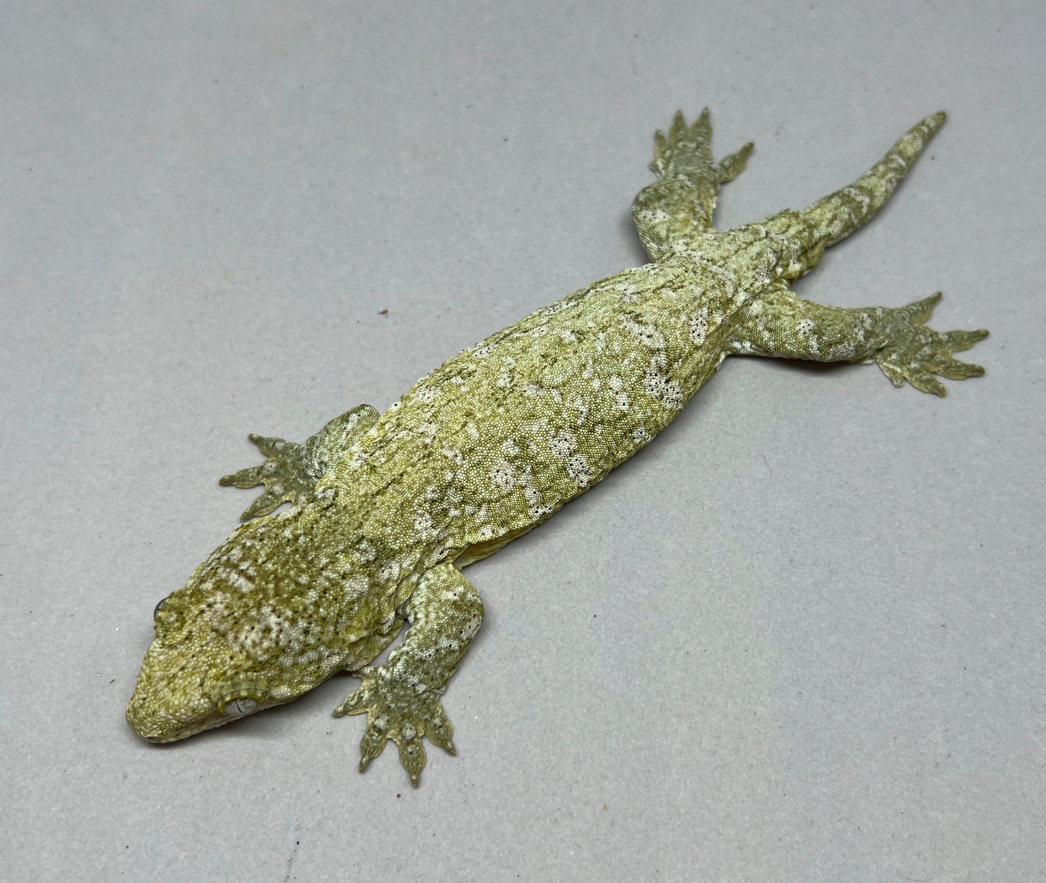 Moro X MCDM Leachianus Gecko by JH Leachies - MorphMarket