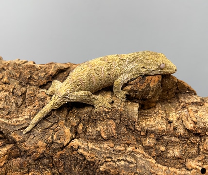 Moro X MCDM Leachianus Gecko by JH Leachies - MorphMarket