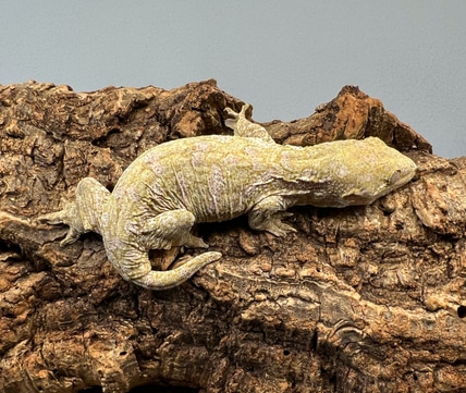 JH Leachies - MorphMarket