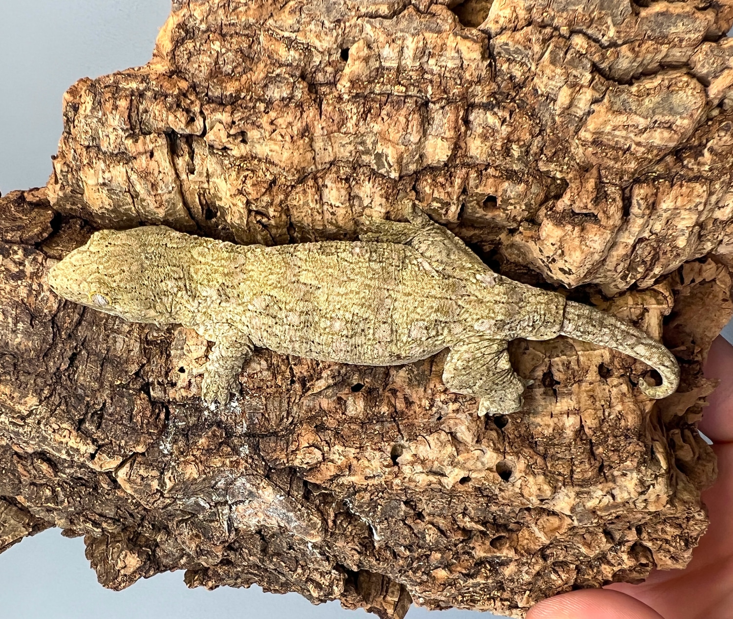 Moro X MCDM Leachianus Gecko by JH Leachies - MorphMarket
