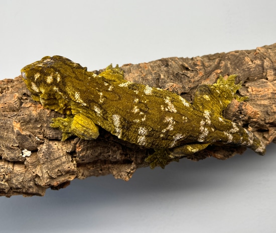 Pure Moro Leachianus (RTB) Leachianus Gecko by JH Leachies