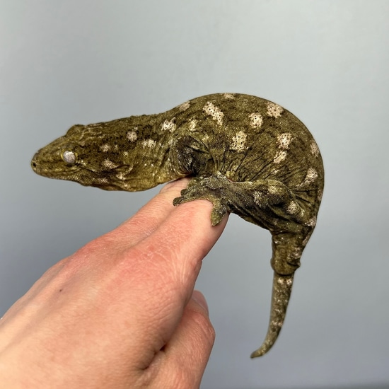 Moro X MCDM Leachianus Leachianus Gecko by JH Leachies
