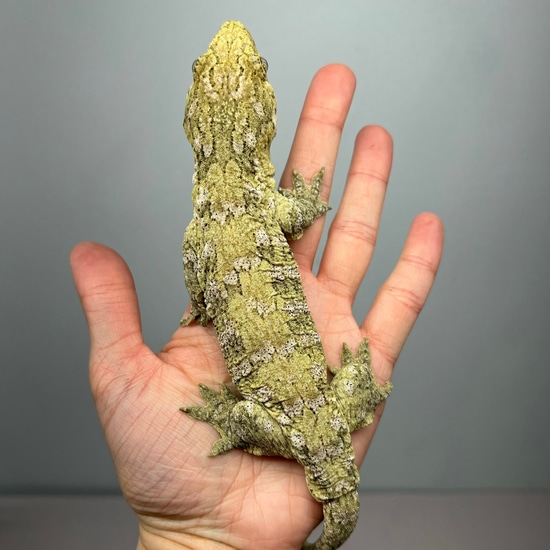 Moro X MCDM Leachianus Leachianus Gecko by JH Leachies