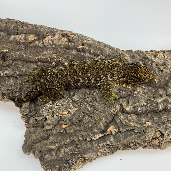 Moro X MCDM Leachianus Leachianus Gecko by JH Leachies