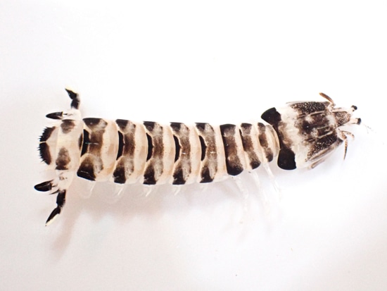 Hatchet Zebra Mantis Shrimp Saltwater Shrimp by Sendoff Spring Hatchery