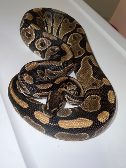 Import Ball Python by Paratrooper Pythons