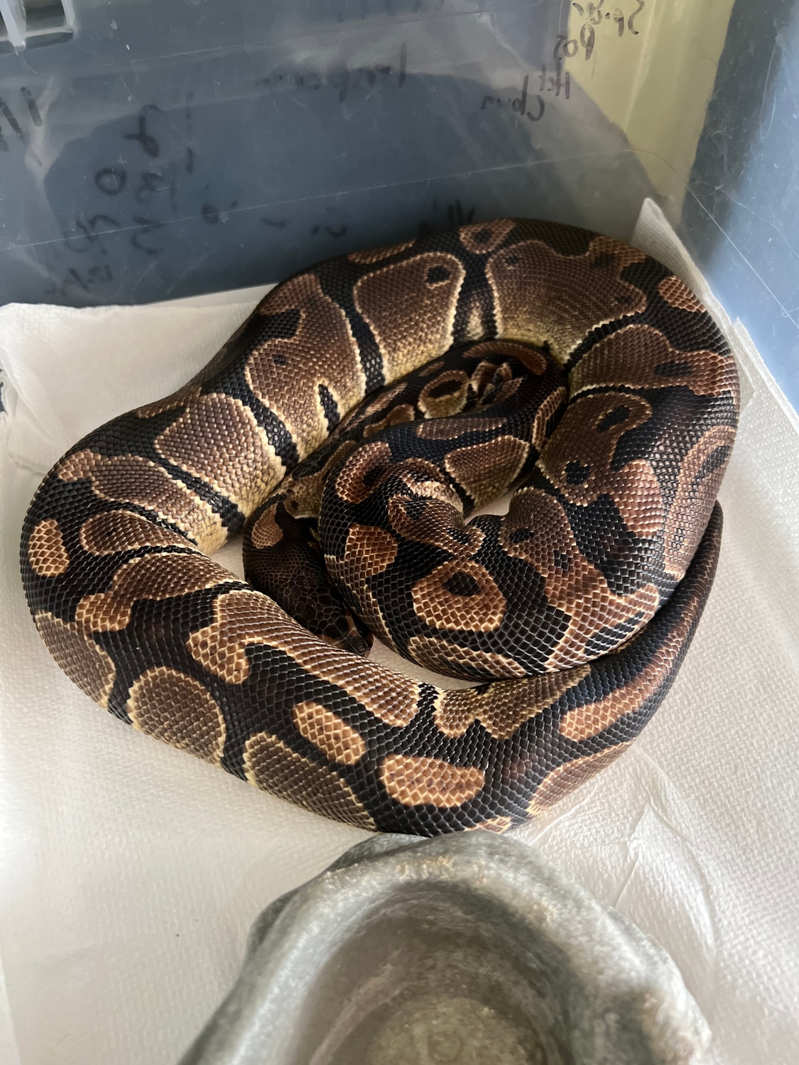 Import Ball Python By Paratrooper Pythons Morphmarket 