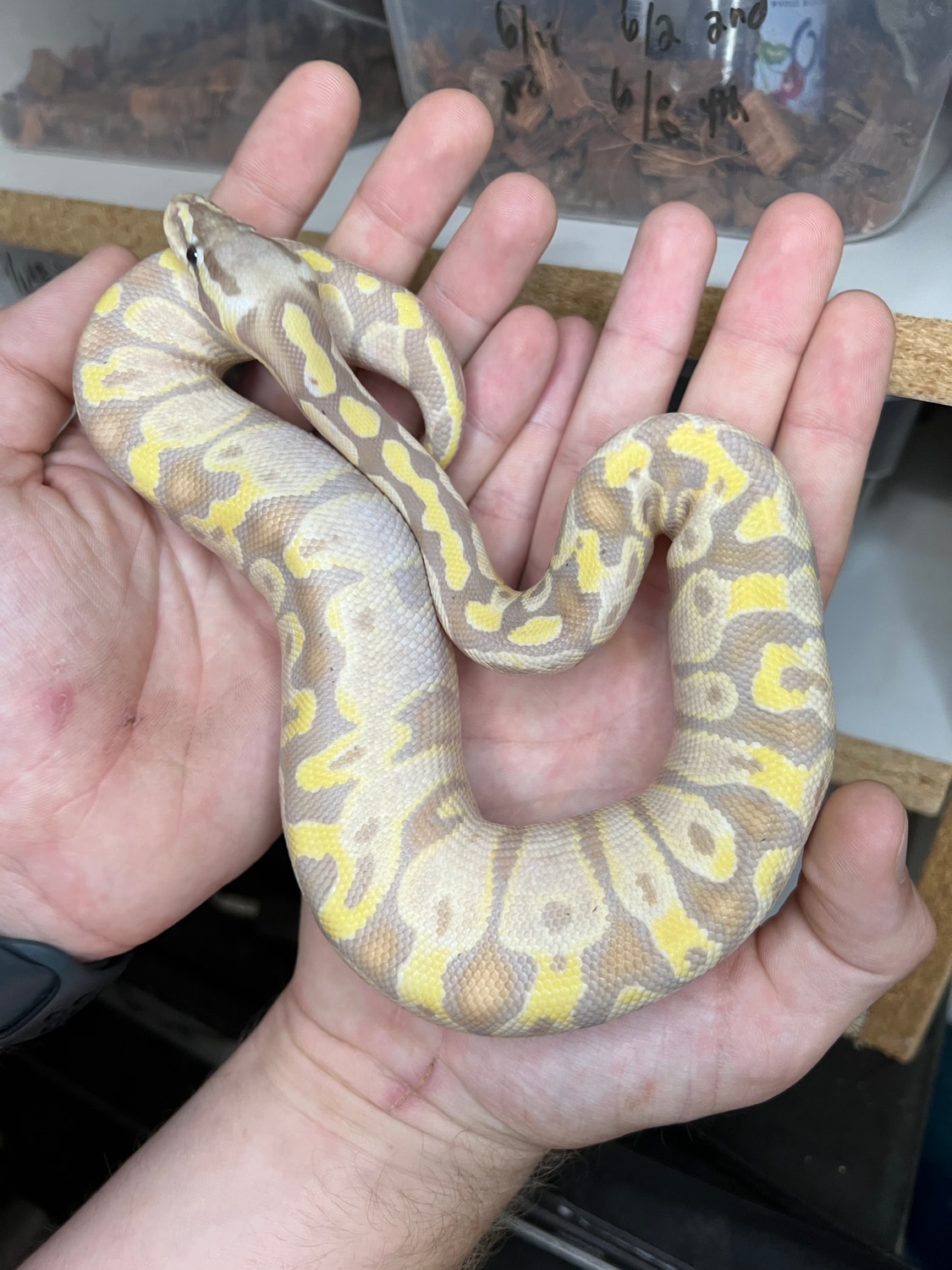 Banana Pastel Free ️ Ball Python by Paratrooper Pythons - MorphMarket