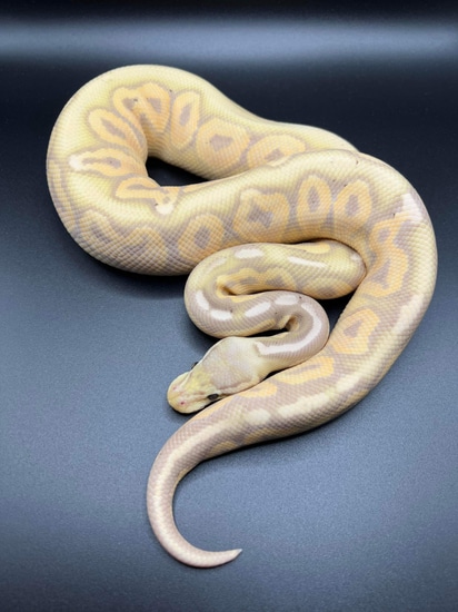 Banana Pewter (FM) Ball Python by Paratrooper Pythons