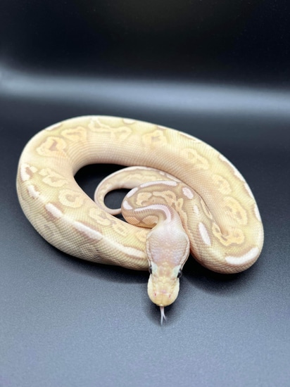 Banana Pewter Ball Python by Paratrooper Pythons