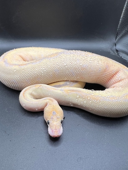 Clown Ivory Leopard Poss Lace Ball Python by Paratrooper Pythons