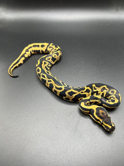 Yellowbelly Leopard Het Clown Ball Python by Paratrooper Pythons