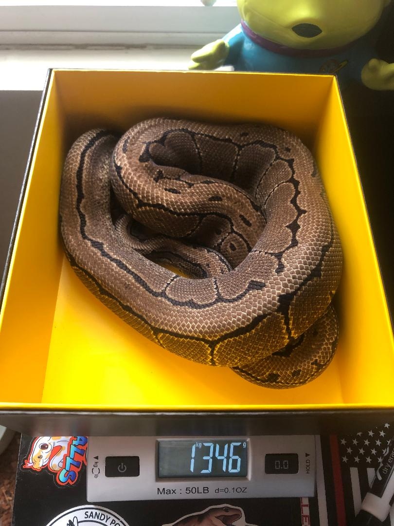 Pinstripe (Proven Breeder) Ball Python by Rum Runner Reptiles - MorphMarket
