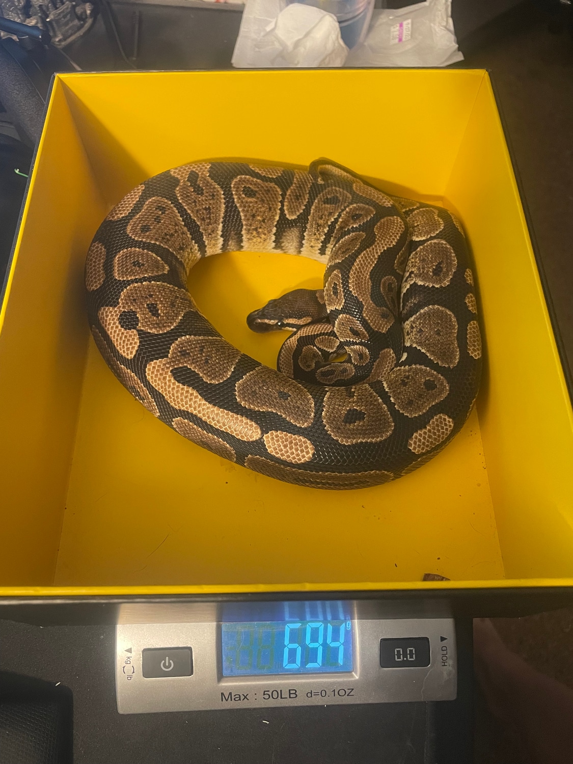 Normal Ball Python by Rum Runner Reptiles - MorphMarket