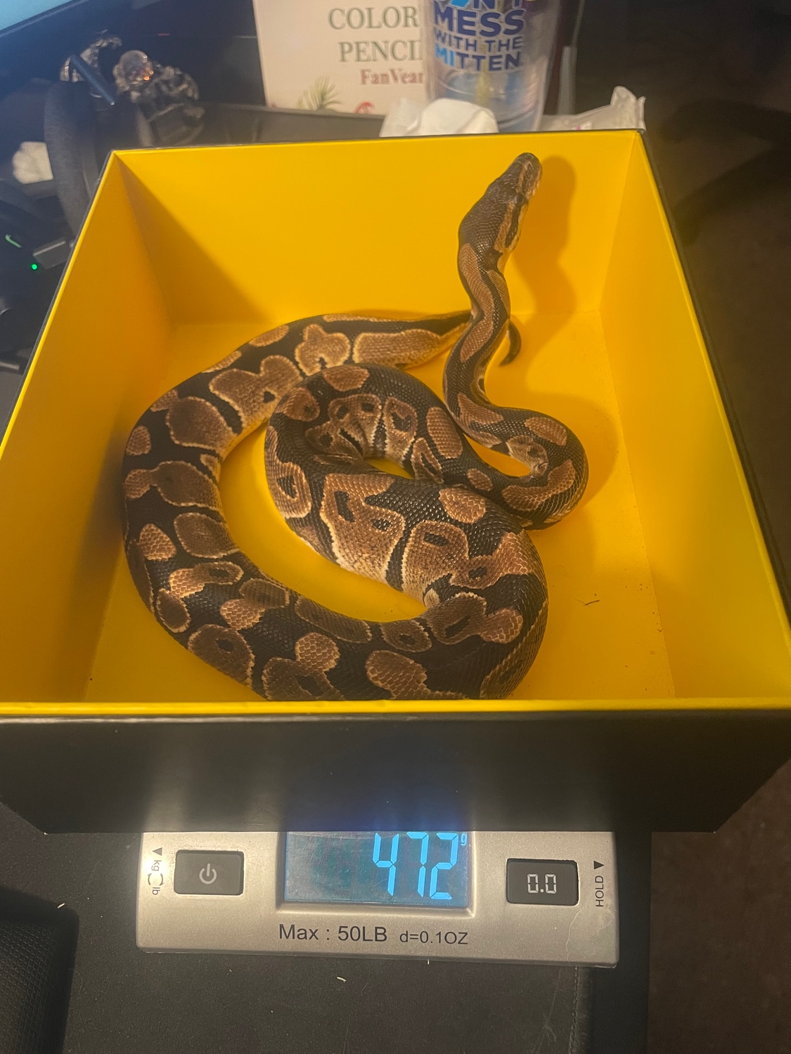 Normal Ball Python by Rum Runner Reptiles - MorphMarket