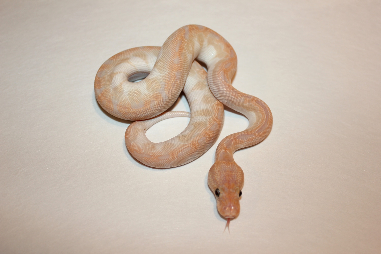 Super Special Ball Python by Havens Reptiles - MorphMarket