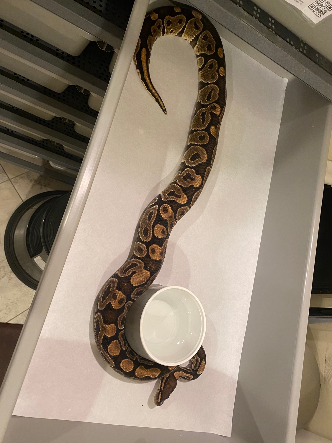 Normal Ball Python by Havens Reptiles - MorphMarket