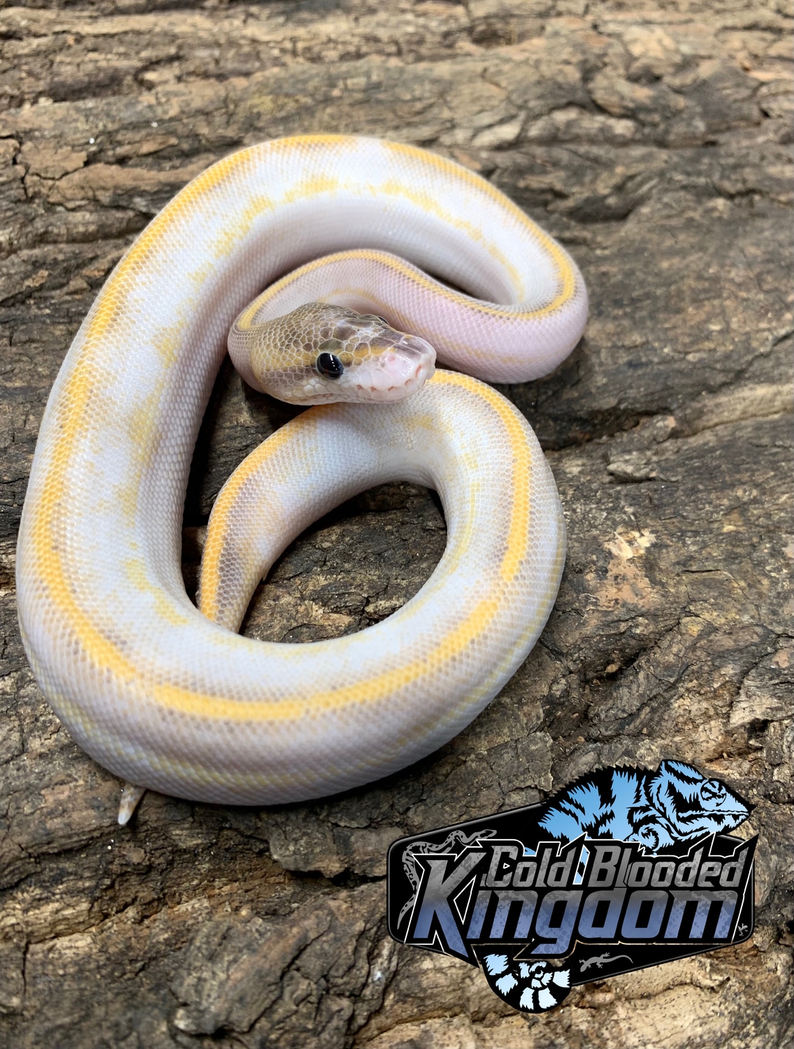 Pastel Highway + Ball Python by Cold Blooded Shop - MorphMarket