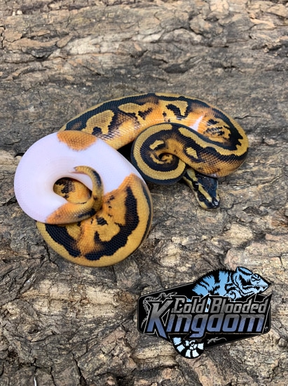 Low White Pied Ball Python by Cold Blooded Shop