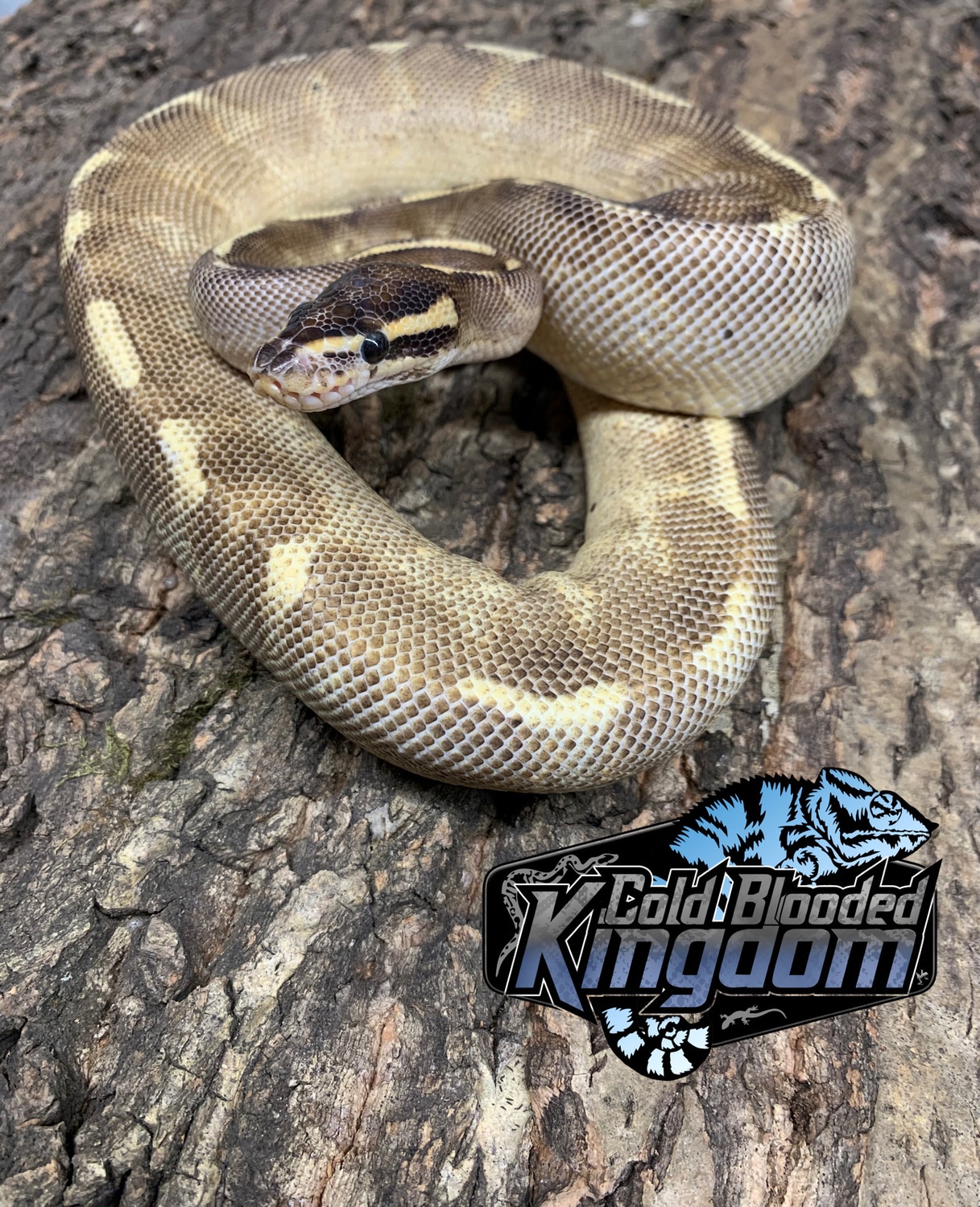 Mardi Gras Ball Python by Cold Blooded Shop - MorphMarket