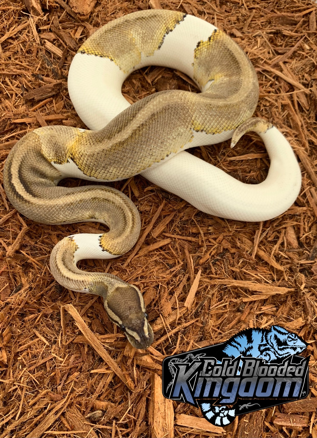 Mystic Pied Ball Python by Cold Blooded Shop - MorphMarket