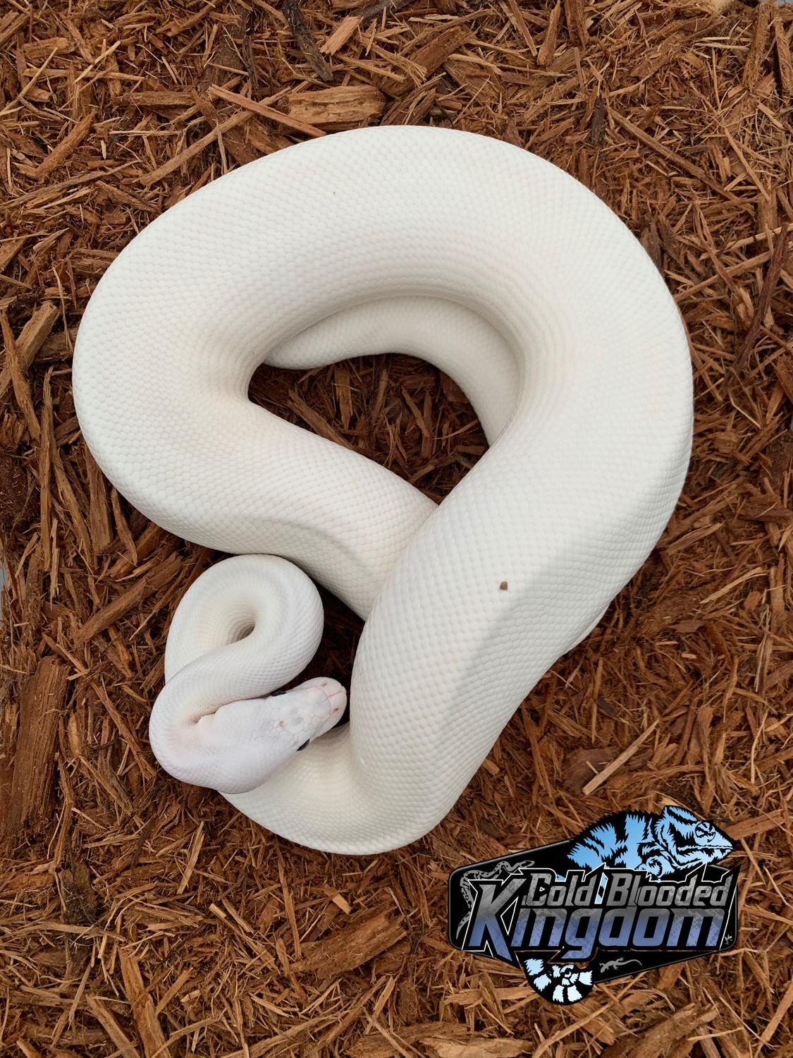 White Wedding Ball Python by Cold Blooded Kingdom - MorphMarket
