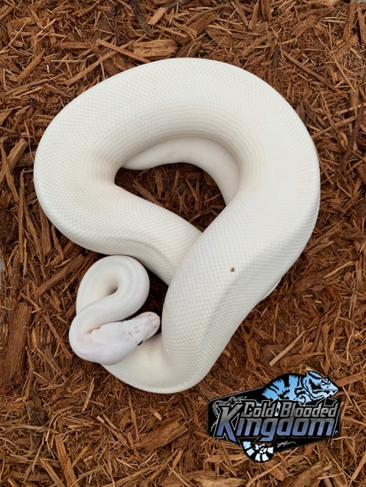 White Wedding Ball Python by Cold Blooded Shop