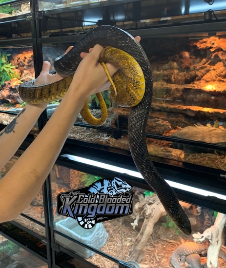 Yellow Tail Cribo Cribo & Indigo Snakes by Cold Blooded Shop