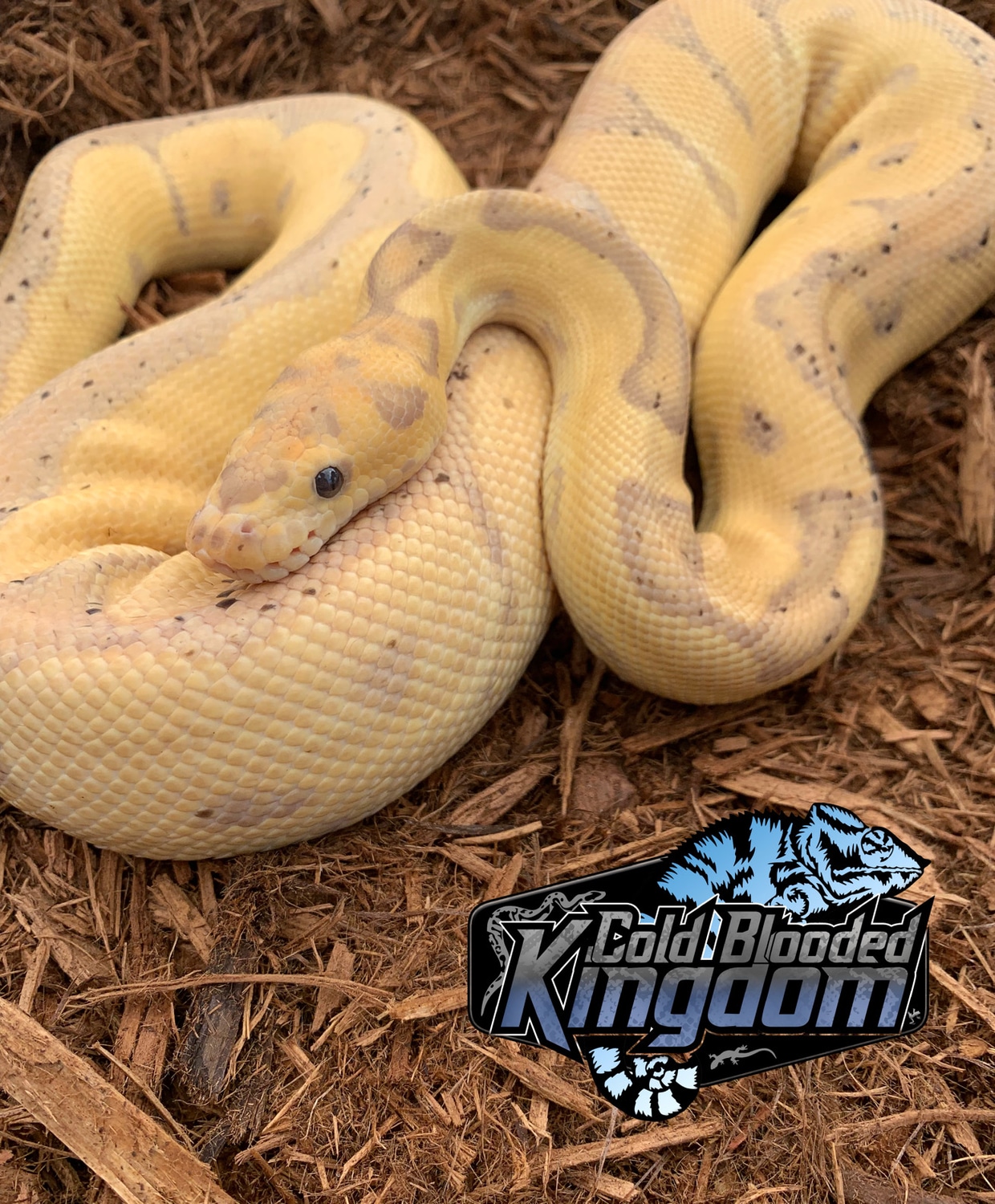 Banana Enchi Clown Ball Python by Cold Blooded Shop - MorphMarket