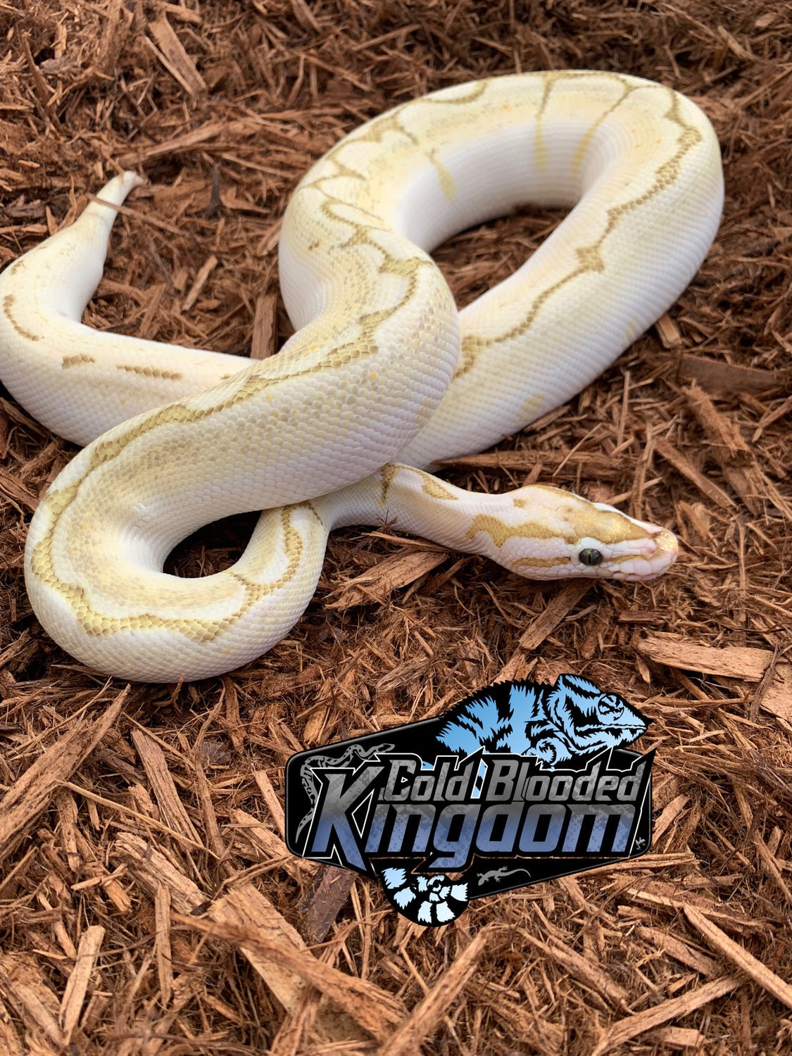 Bamboo Spider Poss Enchi Ball Python by Cold Blooded Shop - MorphMarket