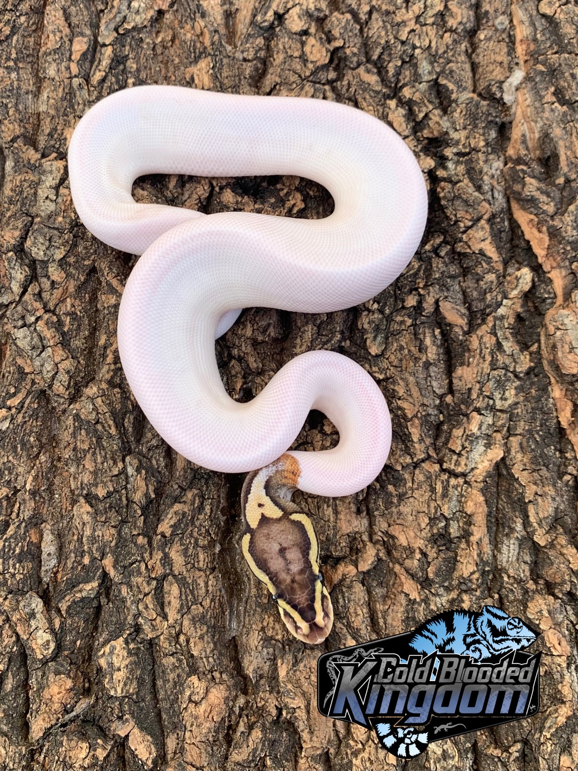 Firefly Pied Ball Python by Cold Blooded Shop - MorphMarket