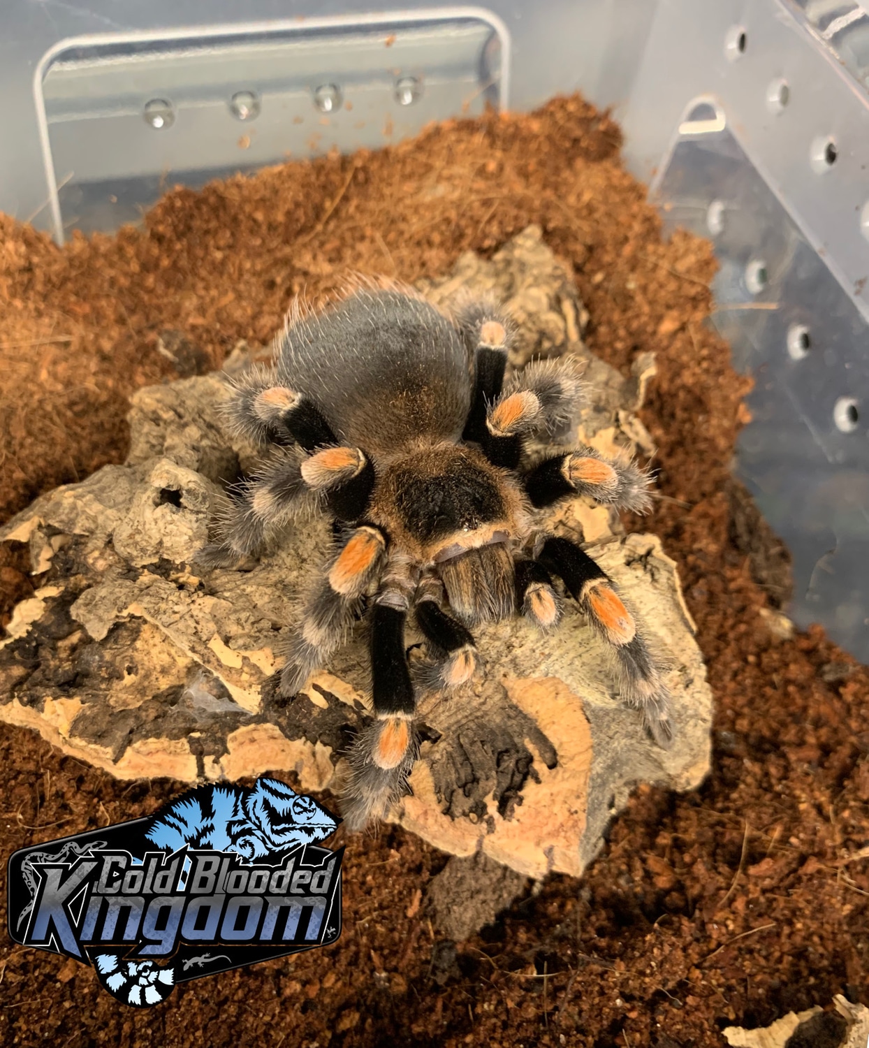 Mexican Red Knee Tarantula by Cold Blooded Shop - MorphMarket
