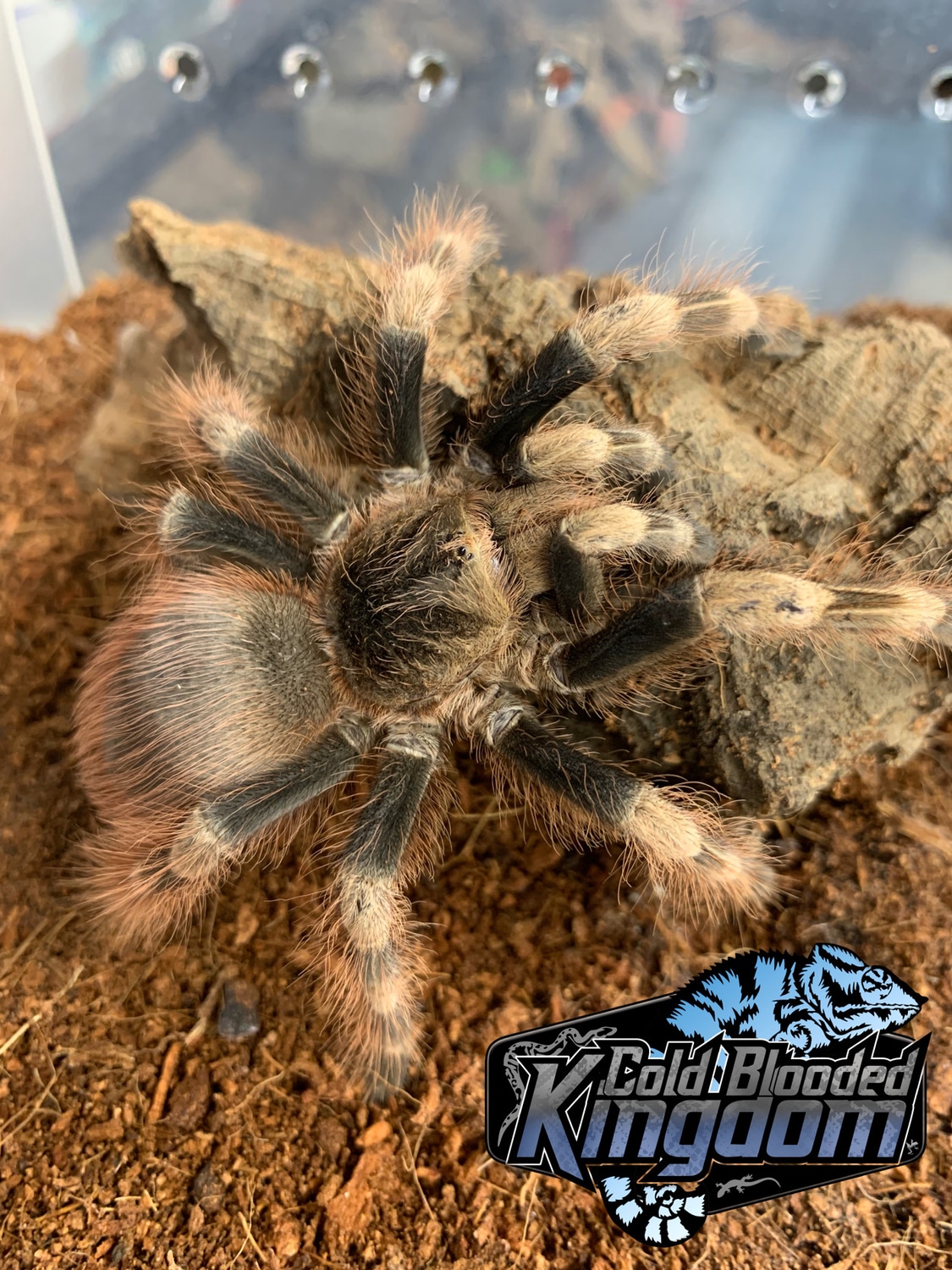 Brazilian Black & White Tarantula by Cold Blooded Shop - MorphMarket