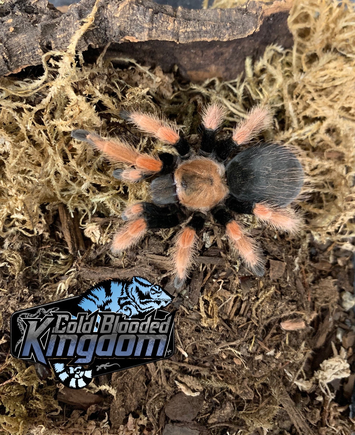 Mexican Fire Leg Tarantula by Cold Blooded Shop - MorphMarket